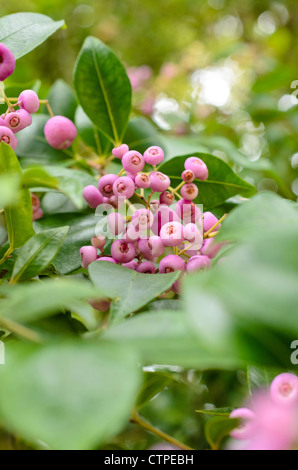 Pink fruits of lilly pilly syzygium luehmannii or riberry hanging ...