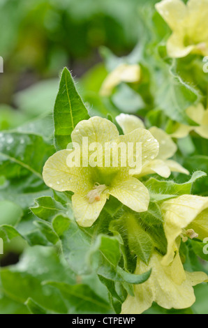 white henbane (Hyoscyamus albus Stock Photo - Alamy