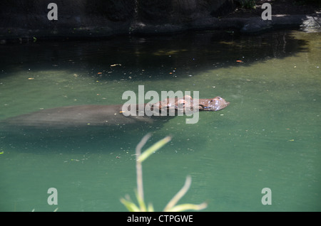 Hippopotamus Kilimanjaro Safari attraction at Disney's Animal Kingdom ...