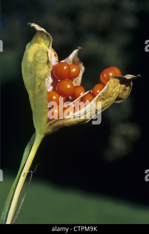 Stinking iris (Iris foetidissima Stock Photo - Alamy