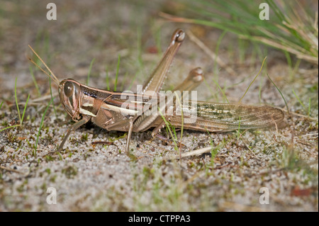 Spur-throated Locust, Austracris guttulosa at Karumba, Queensland ...