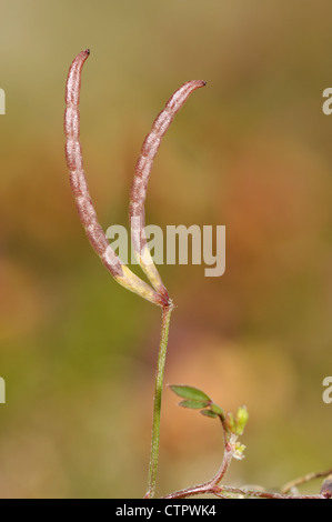 ORANGE BIRD’S-FOOT Ornithopus pinnatus Stock Photo - Alamy