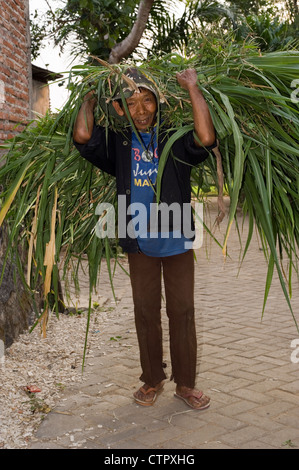 A local villager carries a large, heavy load of cut branches and leaves ...