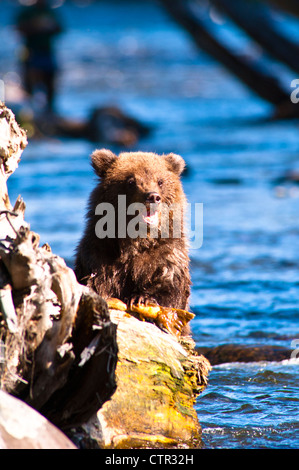 Brown bear cub fishes for salmon at the Russian River, Kenai Peninsula ...