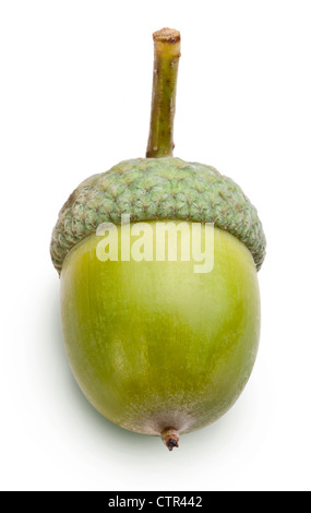 Acorn isolated on white background with clipping path Stock Photo - Alamy