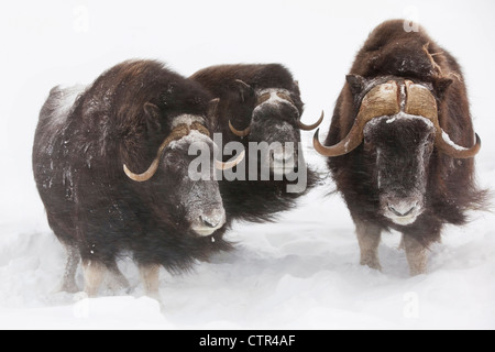 Close up of a male Musk ox standing in the snow in the mountains of ...