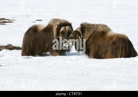 Male musk oxen Stock Photo - Alamy