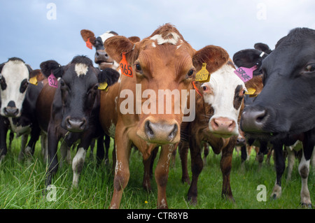 Cows in the field Stock Photo - Alamy