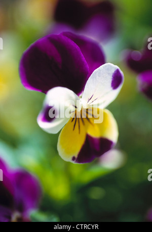 Heartsease, Wild Pansy, Love-lies-bleeding (Viola tricolor Stock Photo ...