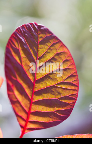 Cotinus, the Smoketree or Smoke Bush, a flowering Plant lit by the Rays ...