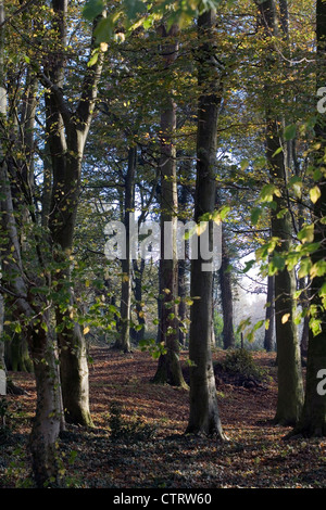 Beech Trees with leaves Autumn Poynton Cheshire England Stock Photo - Alamy