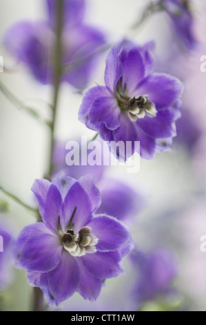 Beautiful view of a blue delphinium flower in a botanical garden Stock ...
