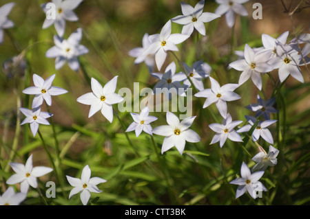 Ipheion uniflorum ‘White Star’ (Spring Starflower Stock Photo - Alamy