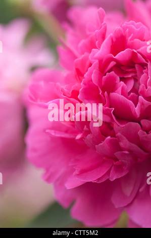 Vertical macro of a vibrant pink peony bloom with layered petals and ...