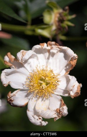 Vertical macro of a white peony bloom with a large, dense yellow stamen ...