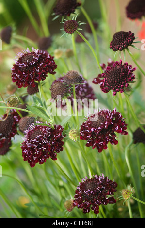 Scabious flower (Scabiosa atropurpurea 'Chile Black'). Photographed in ...