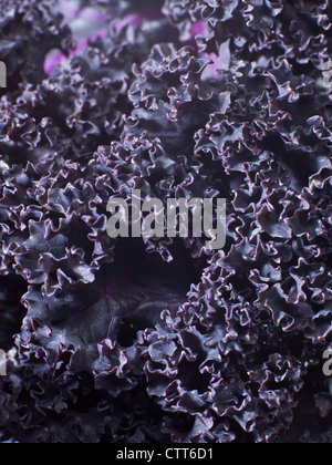raw, fresh purple kale, a seasonal winter vegetable Stock Photo - Alamy