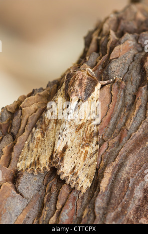 Clouded-bordered Brindle (Apamea crenata) - a brown and beige moth on a ...