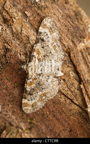 Pug Moths (Eupithecia) Insecta Stock Photo - Alamy