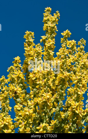 Yellow Flowers against blue sky Stock Photo - Alamy