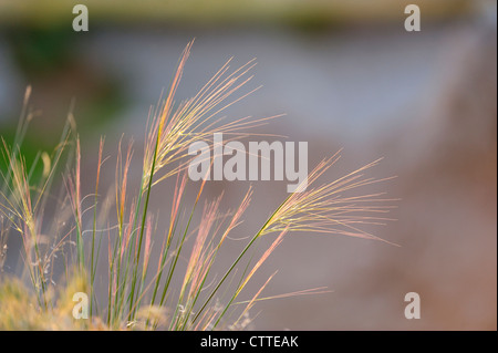 Needle and thread grass (Stipa comata), Badlands National Park, South ...