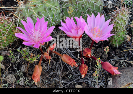 Closeup macro of bitterroot flower, the Montana State flower Stock ...