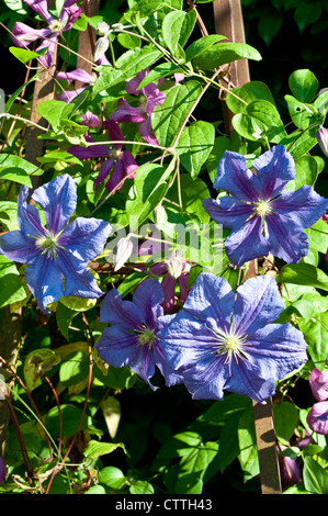 Clematis Margot Koster Stock Photo - Alamy