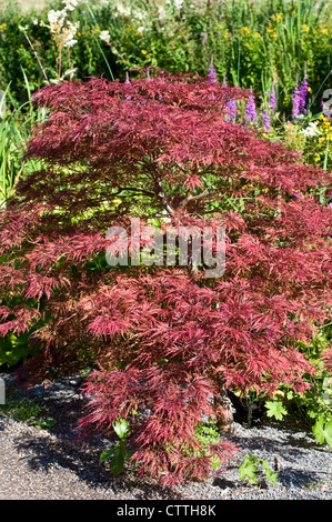 Acer Palmatum Dissectum 'Inaba shidare' in autumn. Japanese maple in ...