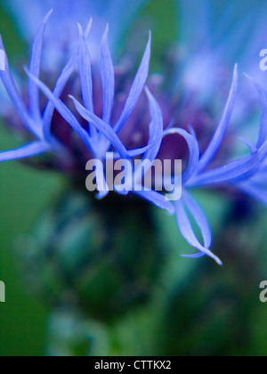 Centaurea behen L Centaurea behen L Stock Photo - Alamy