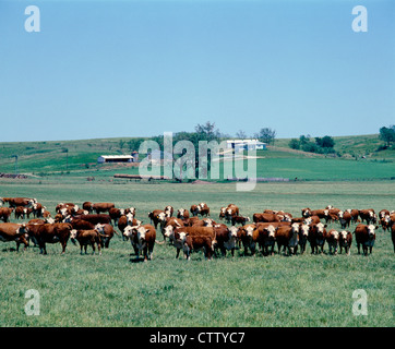 A cow with her calf resting on a lush green mountain pasture near ...