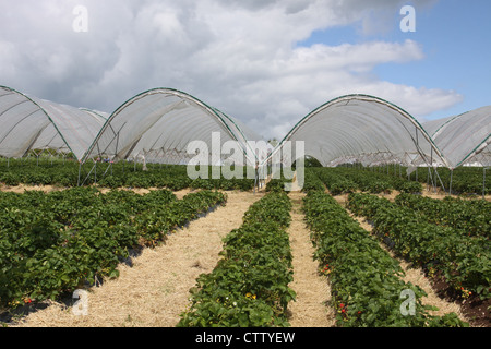 Strawberry fields Fife Scotland June 2011 Stock Photo - Alamy