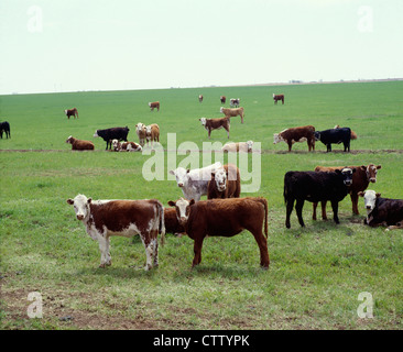 500-600 LB CROSSBRED BEEF CATTLE / TEXAS Stock Photo - Alamy