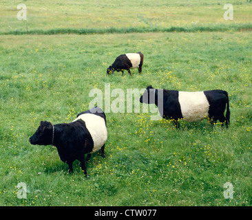 BELTED GALLOWAY BEEF CATTLE / MAINE Stock Photo - Alamy