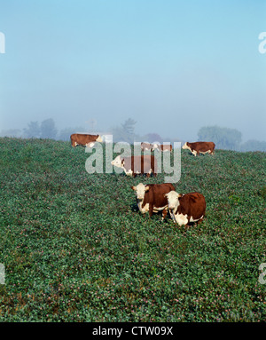 HEREFORD COWS AND CALVES IN CLOVER PASTURE Stock Photo - Alamy