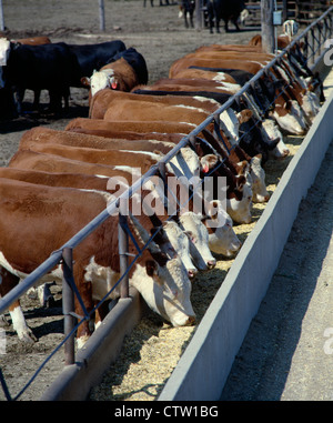 STEERS 900-1000 LB NEBRASKA Stock Photo - Alamy