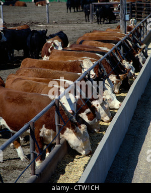 STEERS 900-1000 LB NEBRASKA Stock Photo - Alamy