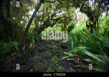 Scalesia forest, Santa Cruz, Galapagos Islands, Ecuador Stock Photo - Alamy