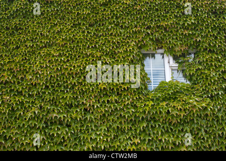 Window surrounded by Virgina creeper Stock Photo - Alamy
