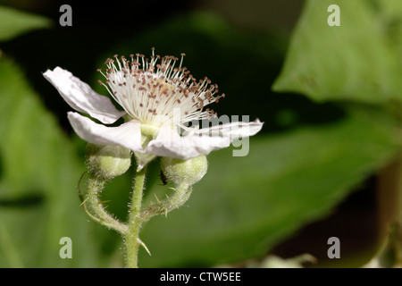 Bramble flower (Rubus fruticosus agg) close up, England, UK Stock Photo ...