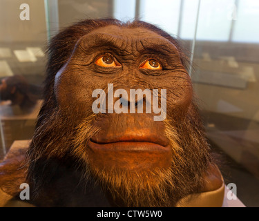 Reconstruction of Australopithecus afarensis at the Natural History ...