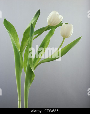 White tulips on neutral grey background Stock Photo - Alamy