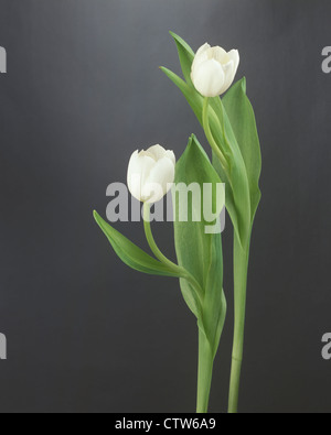 White tulips on neutral grey background Stock Photo - Alamy