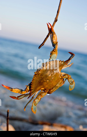 Shellfish on blue background. summer marine decoration. flat lay, top ...