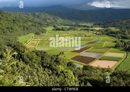 Hawaii, Kauai, Hanalei Taro Patches, Hanalei Valley, Kalo, Haloa(taro ...