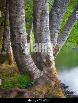 Red Alder (Alnus rubra Stock Photo - Alamy