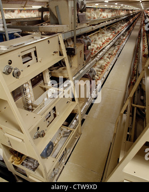 Production for sorting chicken eggs, the process of selection of ...