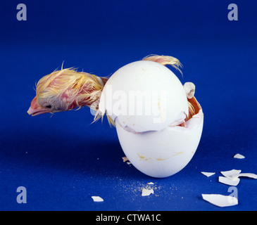 HATCHING HY-LINE WHITE LEGHORN LAYER CHICK Stock Photo - Alamy