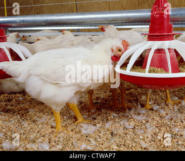 HUBBARD CROSS BROILERS, 8 WEEK Stock Photo - Alamy