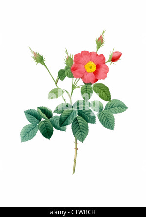 Old illustration of Rosa centifolia simplex. Created by P. R. Redoute ...