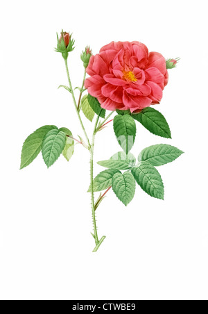 Rosa Gallica Officinalis. Rose flower illustration. Antique Botanical ...